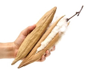 WHAT IS KAPOK AND IS IT ALL NATURAL?
